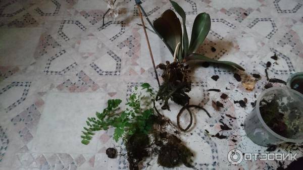 Грунт для папоротника комнатного: какая земля нужна и подойдет в ...